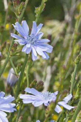 Edible Plant Recipes for Catnip, Chicory and Wild Mint – Mother Earth News